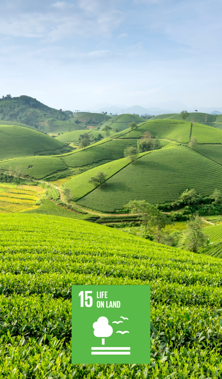 SDG 15: Vita sulla Terra (tutelare l’ambiente) - Faggi Spa